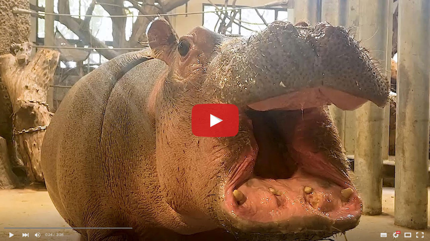 18 Months of Omo Magic - CMZoo