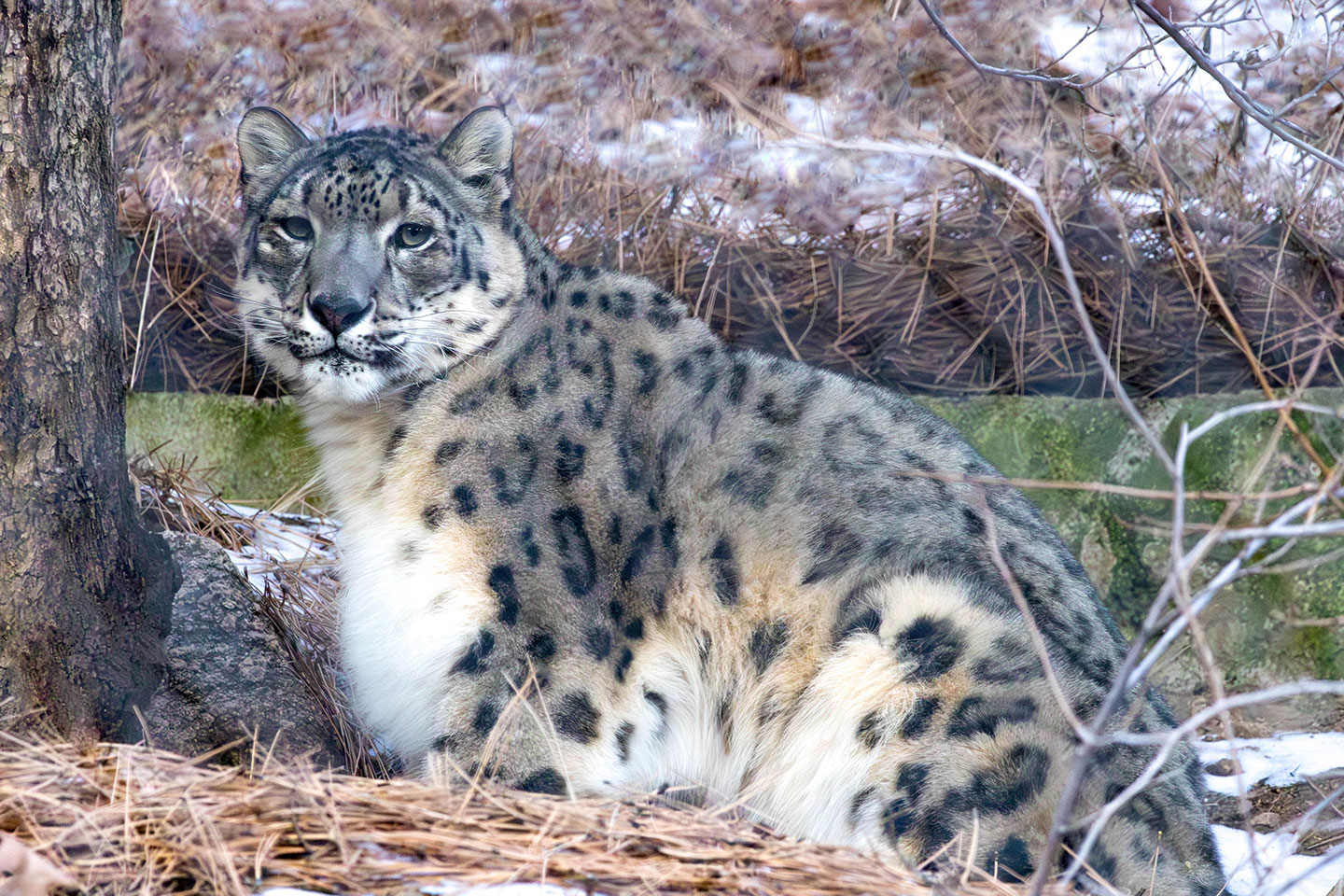 You ARE Seeing Spots! CMZoo Welcomes a 5-Year-Old Male Snow Leopard to ...