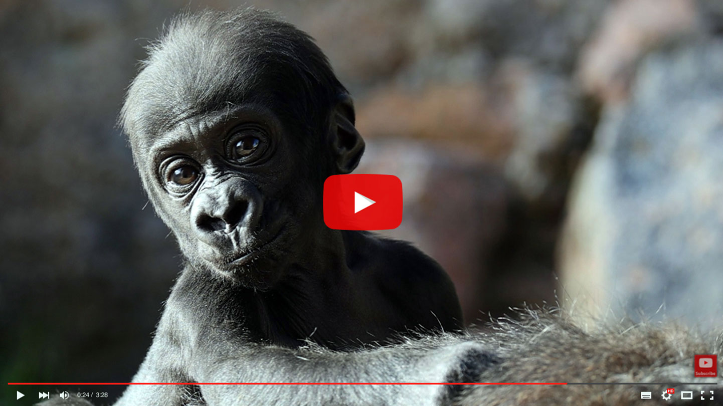 Six Months with Western Lowland Gorilla, Sully! - CMZoo