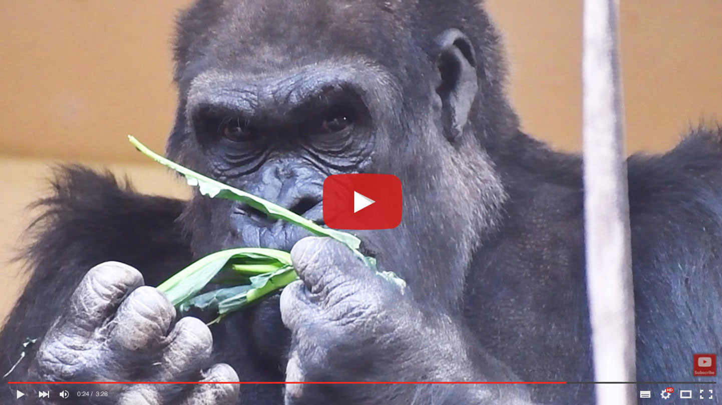 CMZoo's Shipping Container Farms Pioneer Zoo Produce (And The Gorillas ...