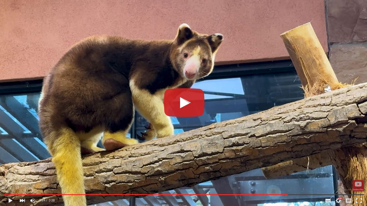 Check in with Som - CMZoo