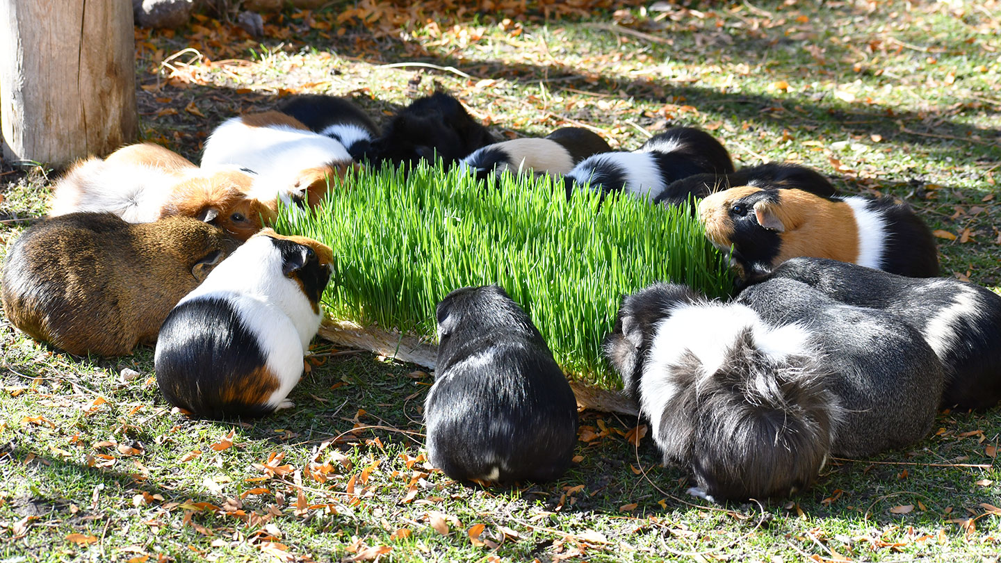Small Animals, Big Effort: Guinea Pigs' Specialized Care Programs - CMZoo