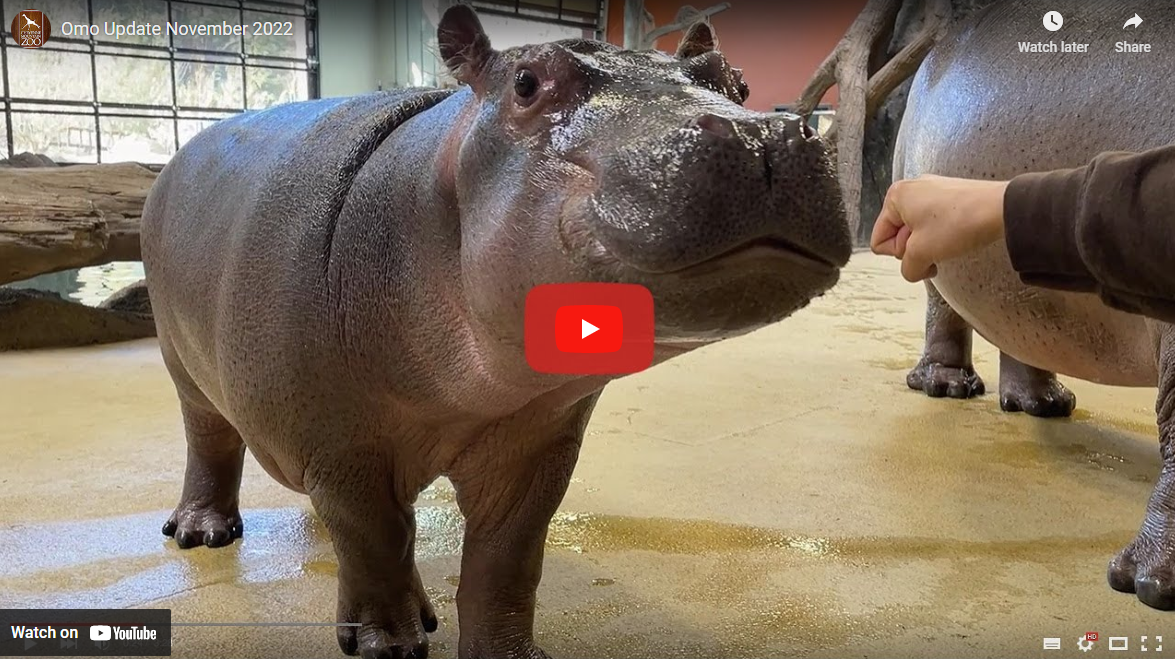 Omo Update November 2022 - CMZoo