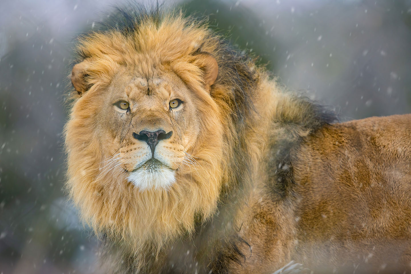 Kenyan Conservation Partner, Ewaso Lions, Visits CMZoo to Inspire Staff ...