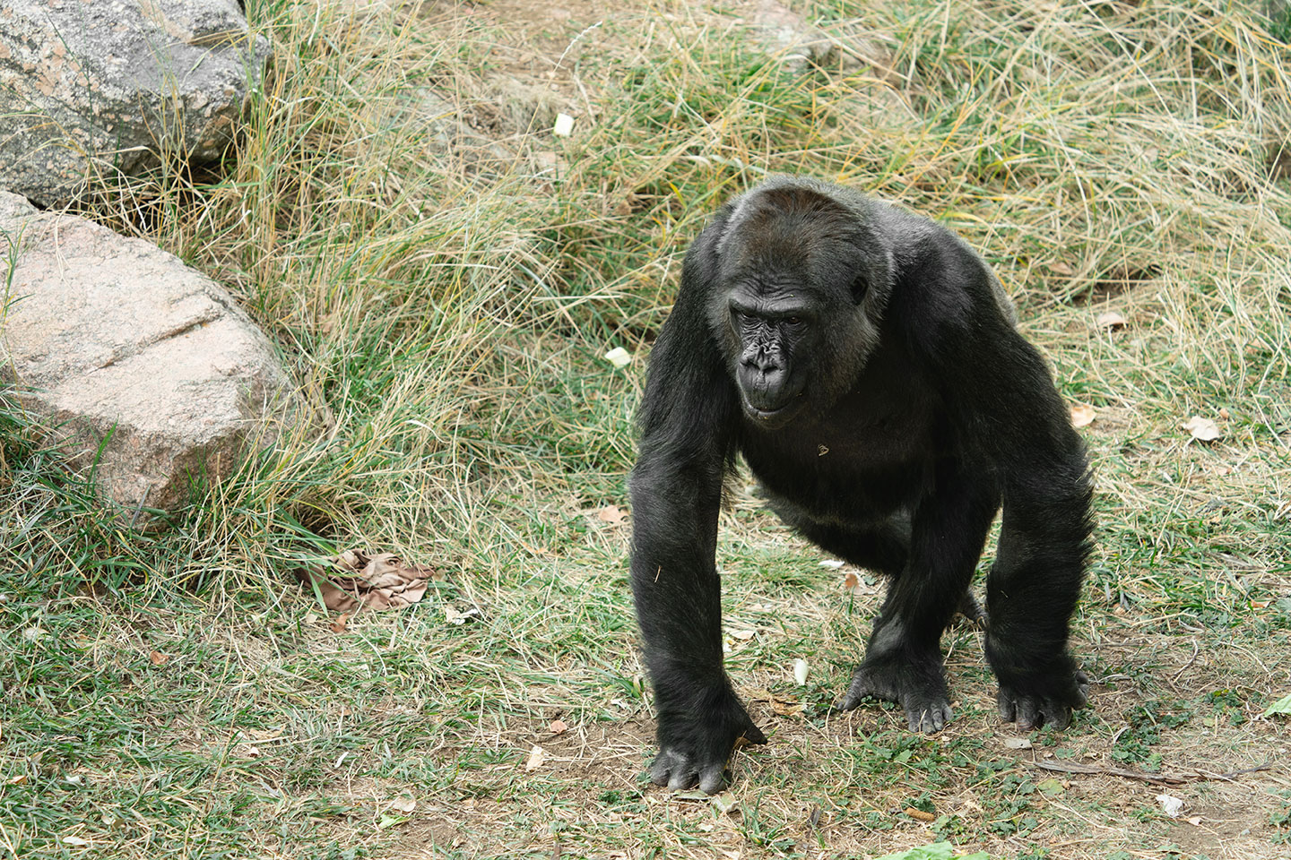 43-Year-Old Gorilla, Juju, Adjusts to New Care Plan Following Kidney ...
