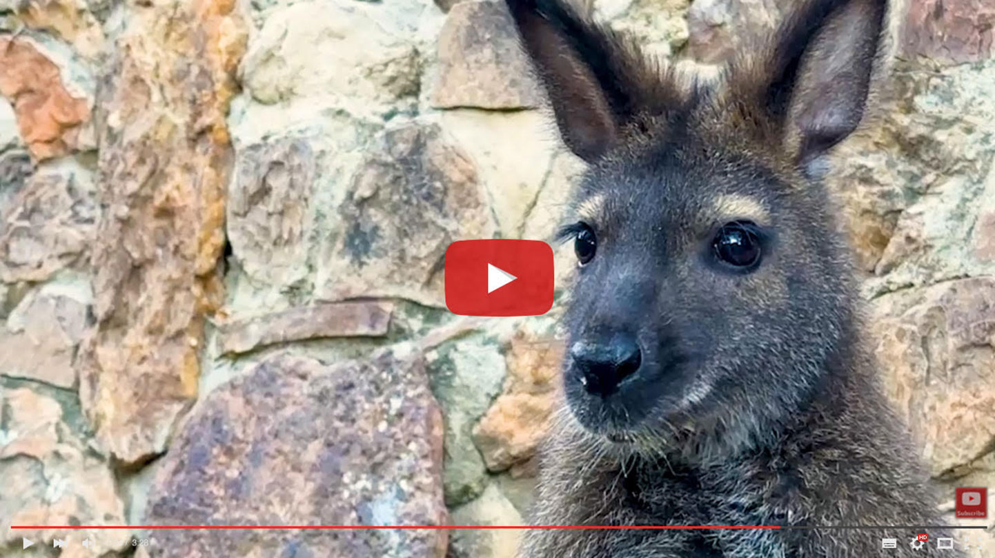 Gidgee's New Wallaby Joey is having a Pouch Party - CMZoo