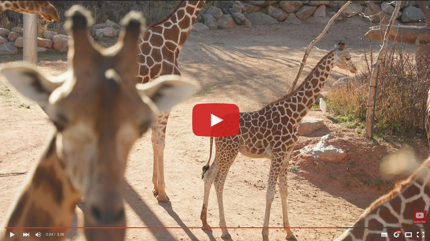 What's New with the 'Three-Under-Five Giraffe Squad!' - CMZoo