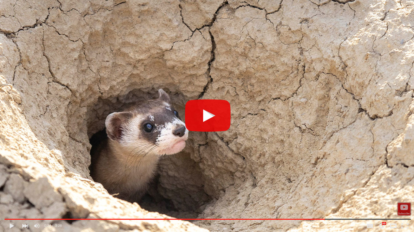 CMZoo Releases Endangered Black-Footed Ferrets in Colorado - CMZoo