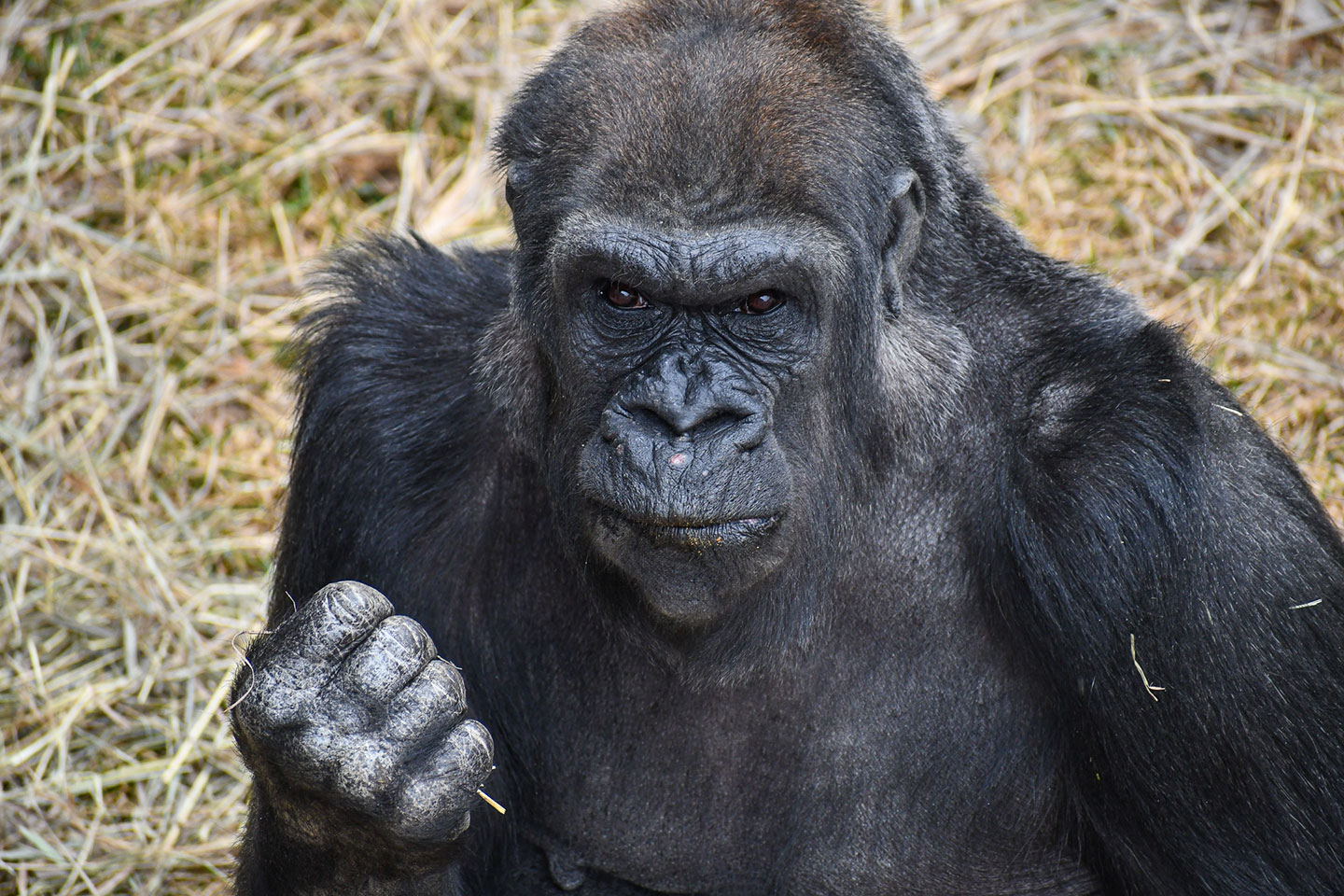 Care Team Monitors Elderly Gorilla, Roxie, Through Up and Down Days - CMZoo