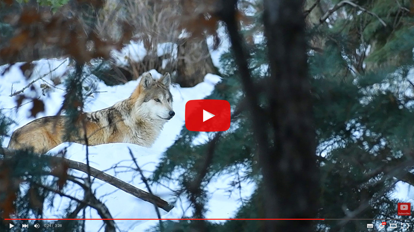 It’s the Howl-iday Season with the CMZoo Wolf Pack! - CMZoo