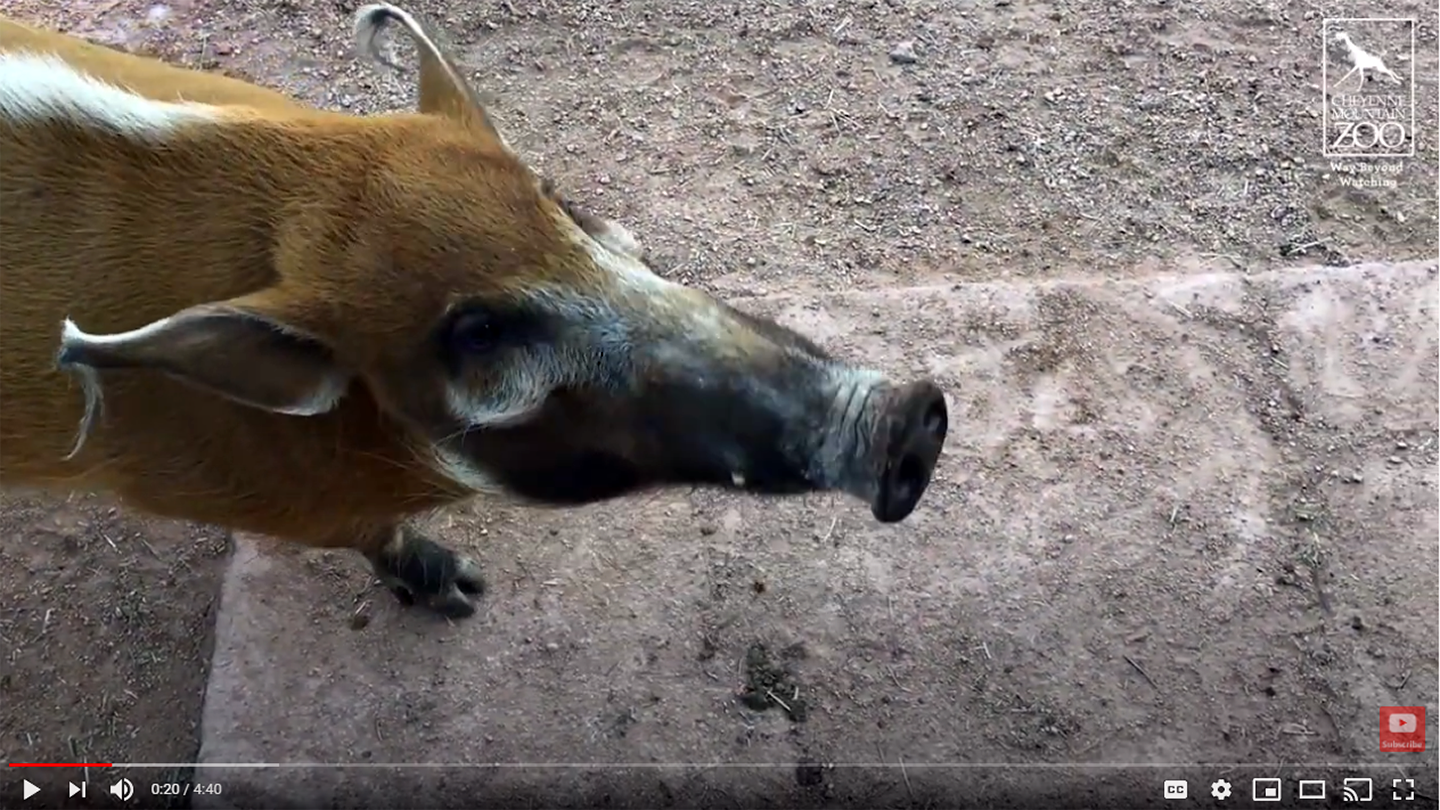 Red River Hogs, Huey and Zena, Make Progress on Breeding Recommendation ...