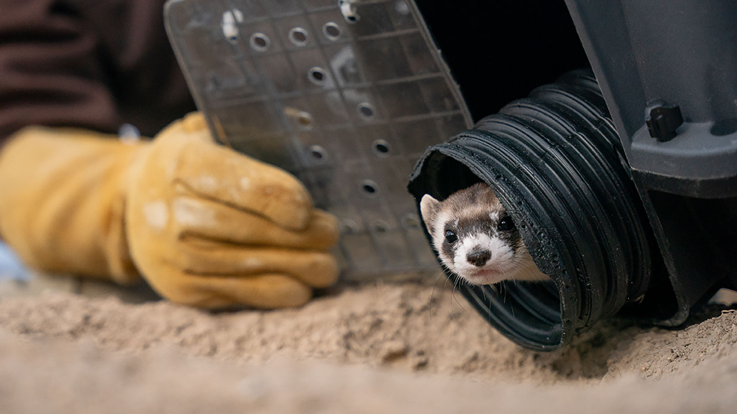 Black-Footed Ferrets Released into Wild, Reinspiring Longtime CMZoo ...