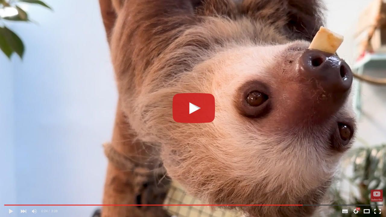 Hoffmann's Two-toed Sloth, Aysan, Quickly Learns New Training Behaviors and Bonds with Her Sloth ...