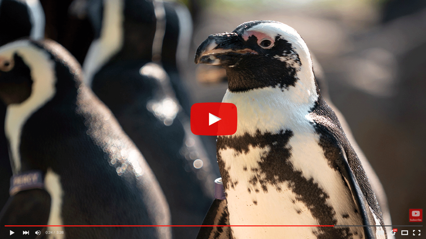 Who's Waddling With Whom? A Peek Into CMZoo Penguin Pairings - CMZoo