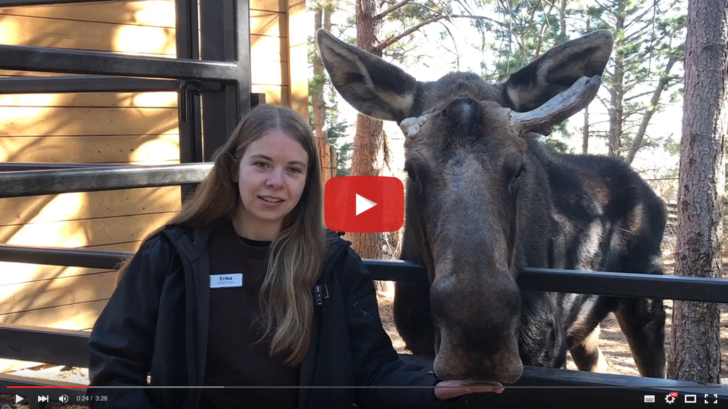 Atka Goes to School - CMZoo