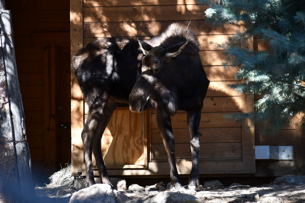 Ongoing Hoof Issues Prompt Surgery for Alaska Moose, Atka - CMZoo