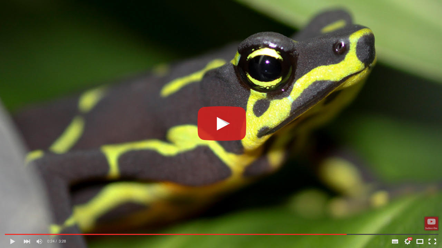 CMZoo Conservation Team Returns After Helping Panama Frogs - CMZoo