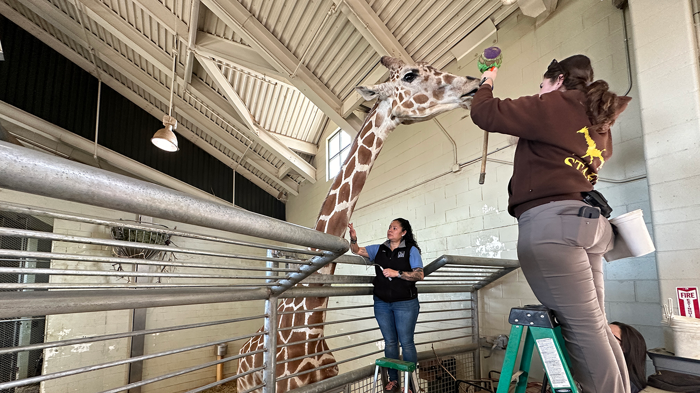 CMZoo Partners on Giraffe Blood Type Study - CMZoo
