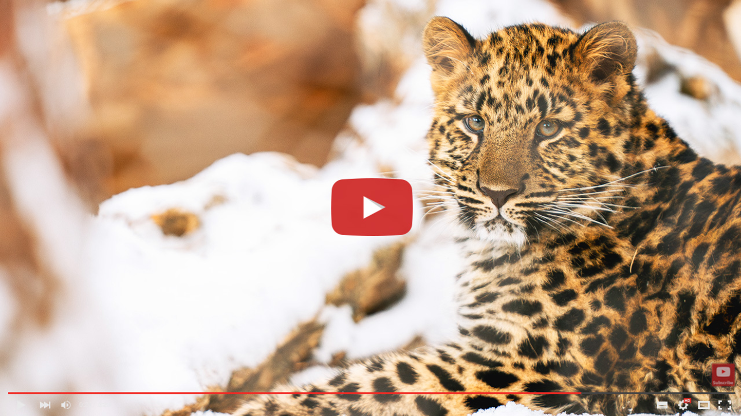 CMZoo Keepers Initiate Programs to Help Amur Leopard Cubs Learn Vital ...