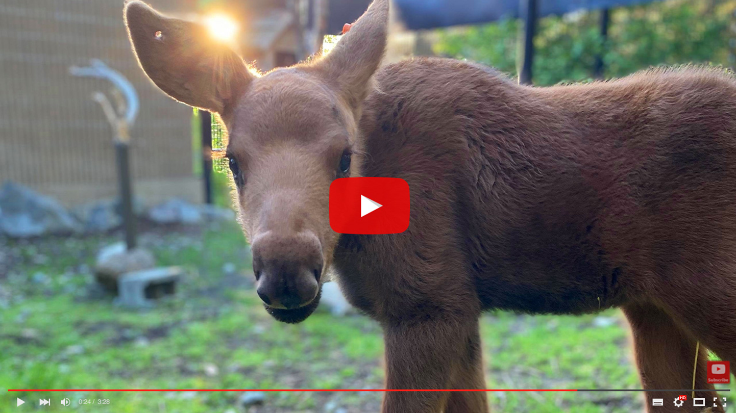 All About Atka: Our Magical Moose's Backstory - CMZoo