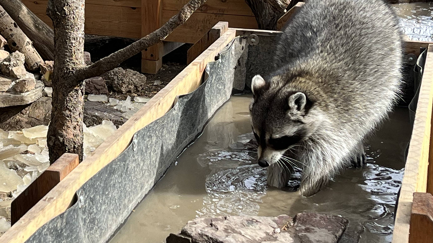 Gone Fishin': The Raccoons New Environmental Enrichment Activity - CMZoo