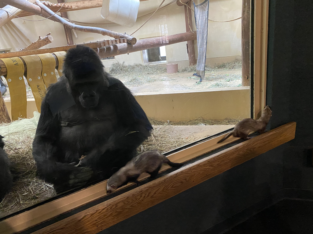 Life is Abnormally Normal at the Zoo - CMZoo