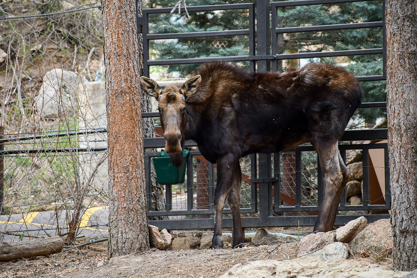 Atka, Alaska Moose, Leans on Trusting Relationships With Keepers During ...