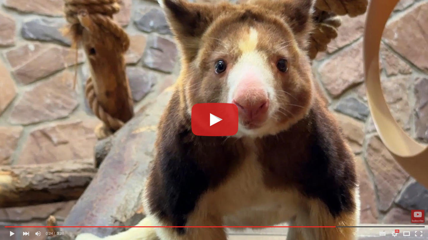 Join us for World Tree Kangaroo Day! - CMZoo