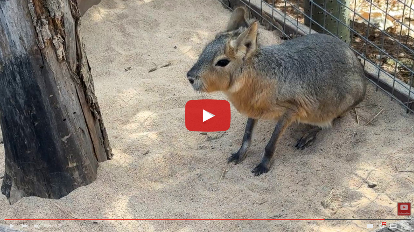 Patagonian Mara Pet Mara Description, Habitat, Image, Diet, And