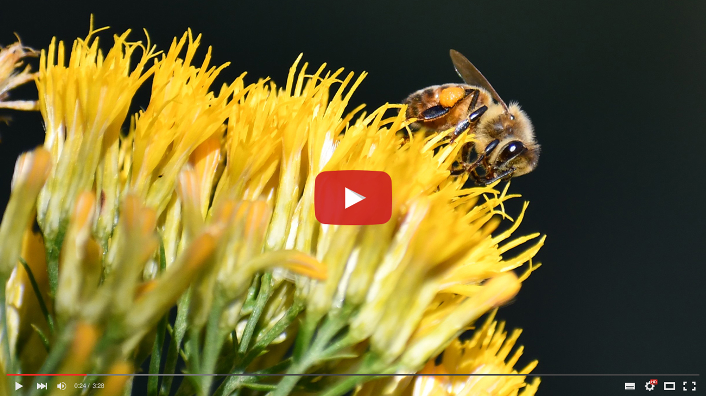 Meet the Bees! - CMZoo