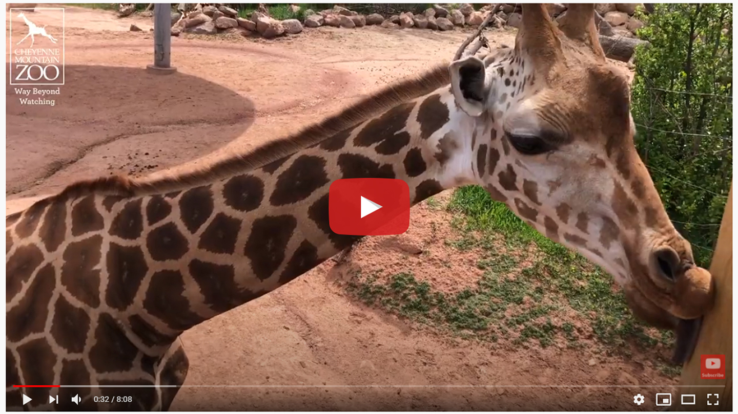 What's New With the Youngsters? Giraffe Keepers Tell All About Ohe, Viv ...