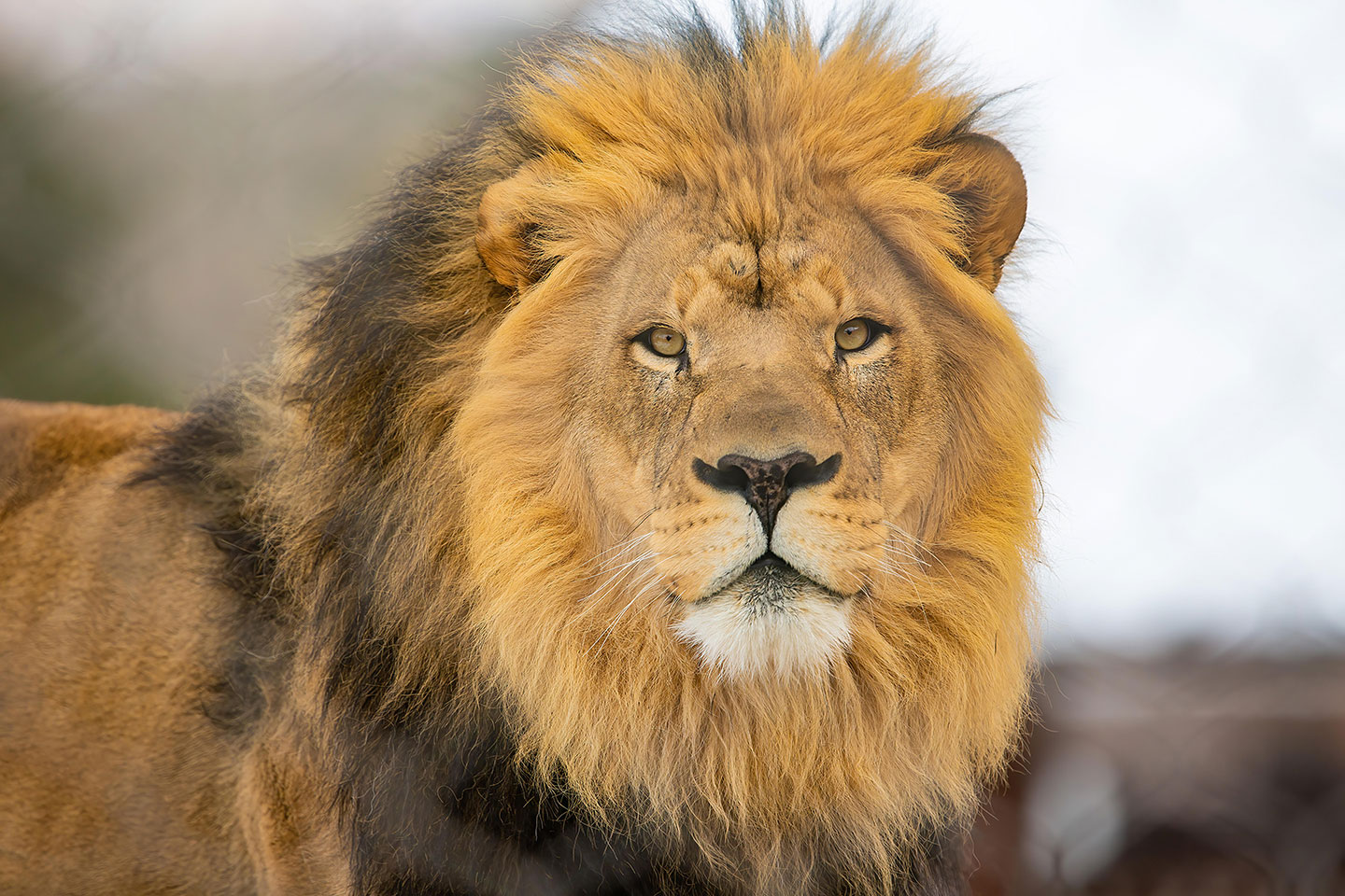 African Lions Take Steps Towards New Social Groups - CMZoo African Lions Take Steps Towards New Social Groups - CMZoo