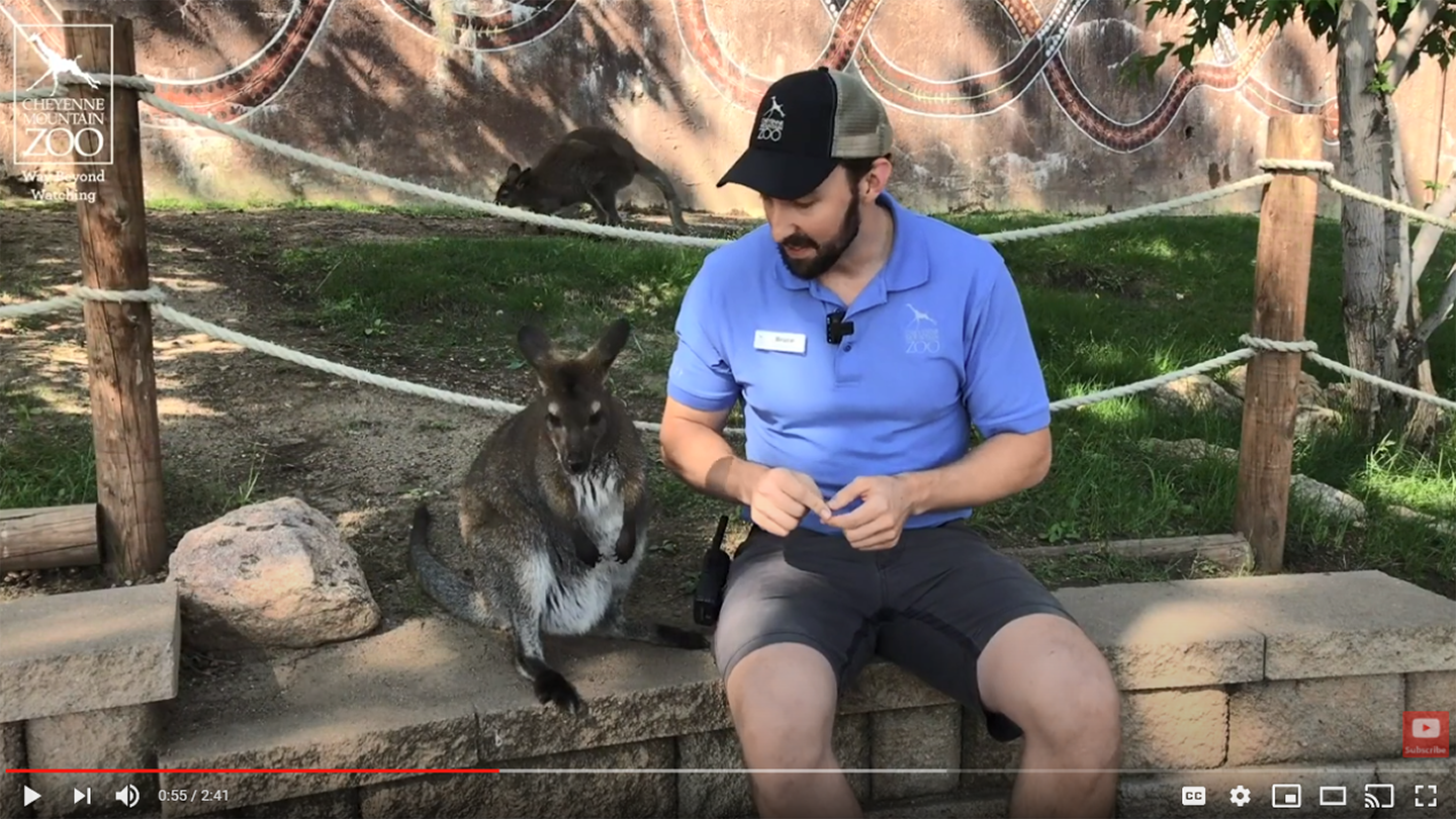 It's a Boy! Get a Peek at Gidgee's Pouch Joey - CMZoo