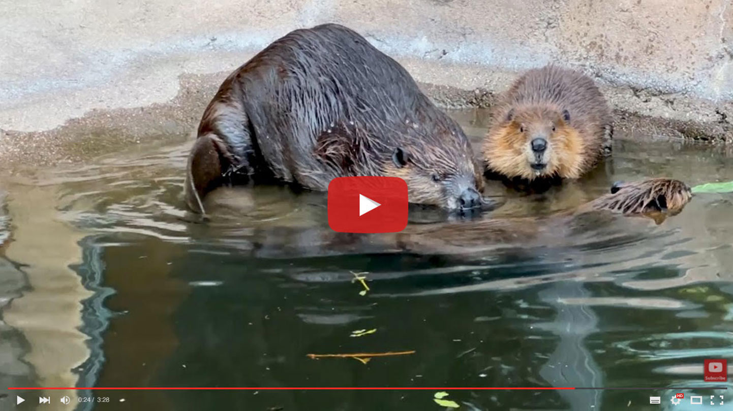 CMZoo Welcomes 1-Year-Old North American Beaver Sisters, Hashbrown and ...