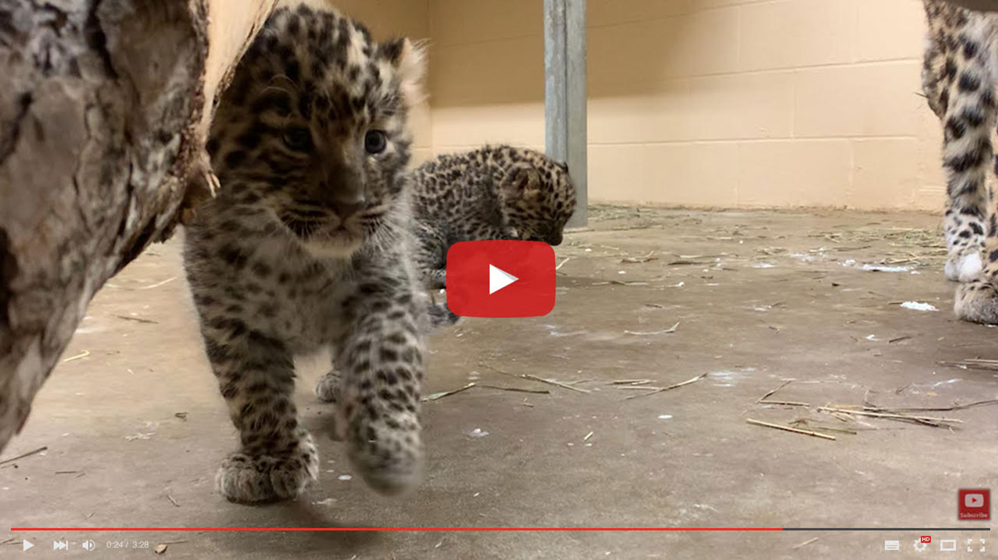 Check in With Anya's 6-Week-Old Amur Leopard Cubs - CMZoo
