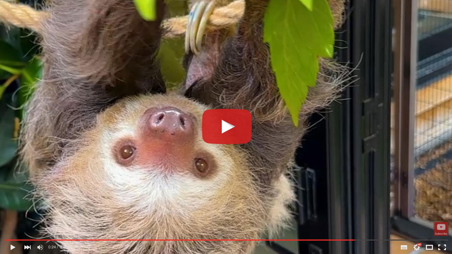 It's Training Time with Bean, Hoffmann's Two-Toed Sloth - CMZoo