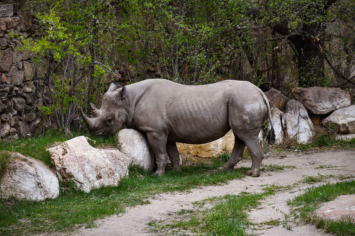 Rhino Care Team Addresses Health Concern Revealed by New Diagnostics ...