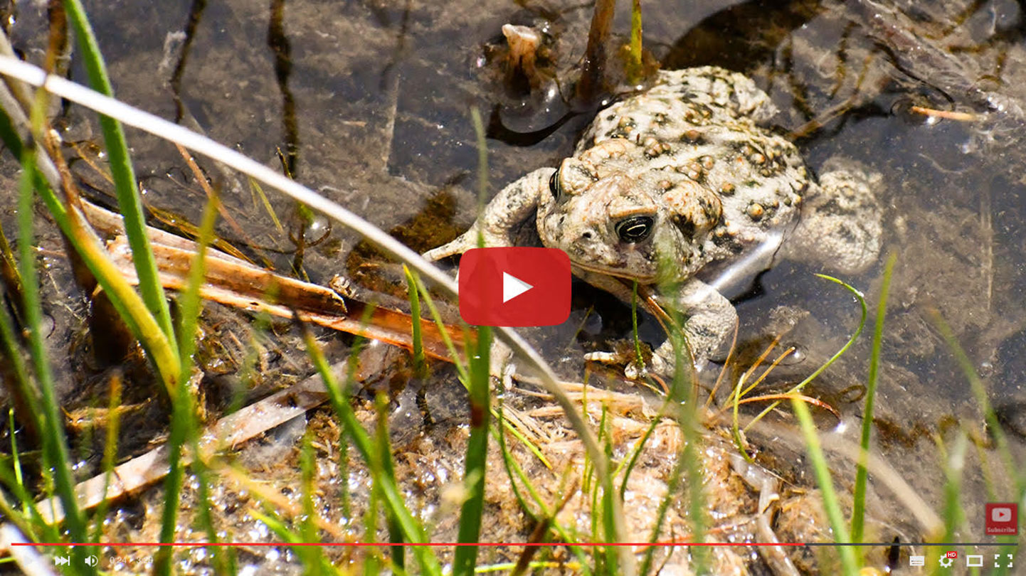CMZoo Staff Hop to the Laramie Basin to Release Critically Endangered Wyoming Toads - CMZoo