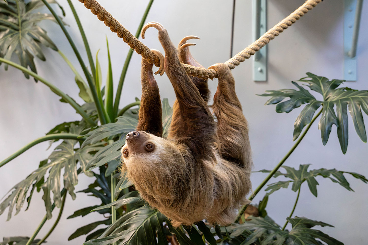 Pygmy Three Toed Sloth