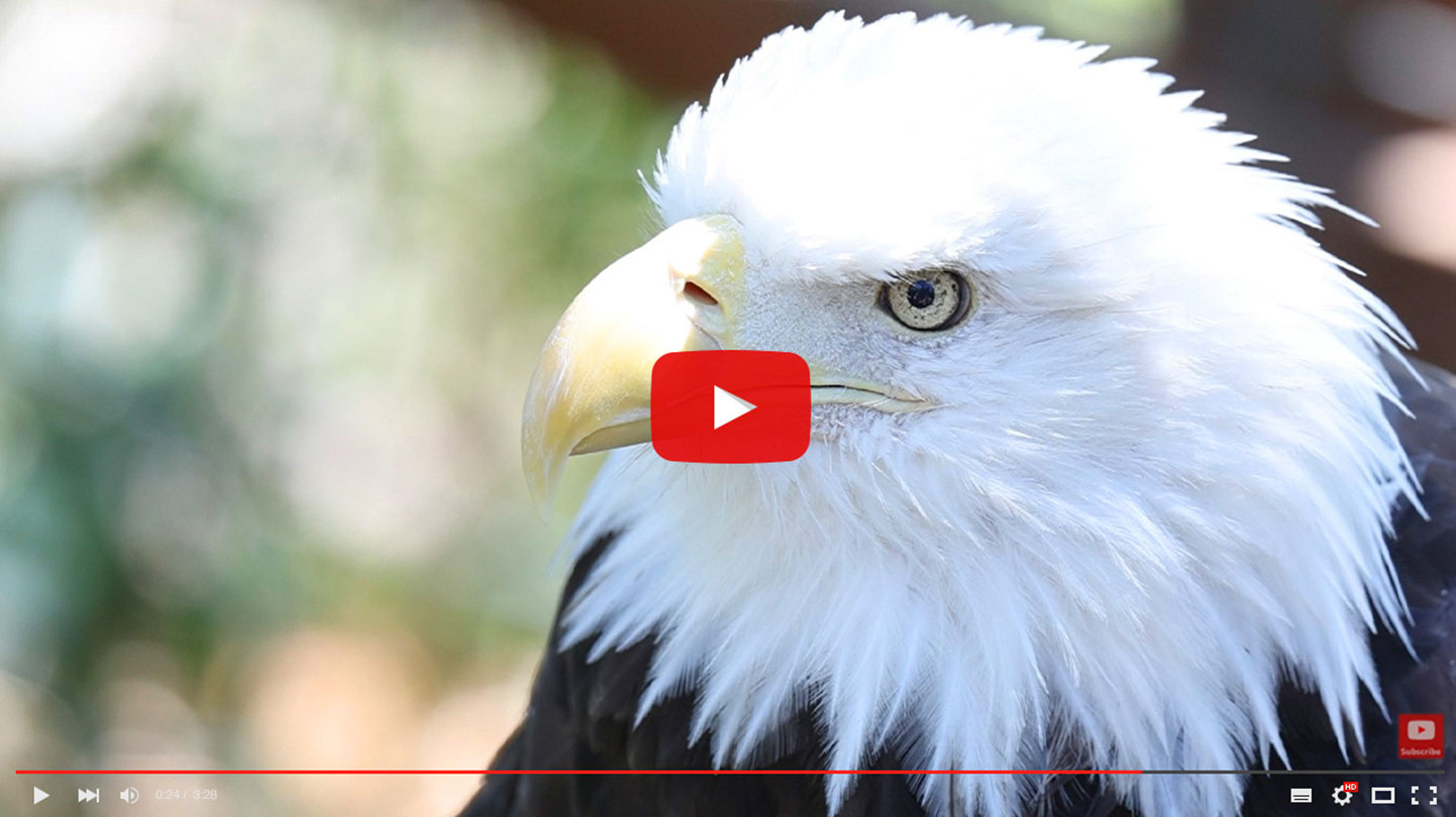 From Injury to Independence: Ouray’s Second Chance at CMZoo - CMZoo