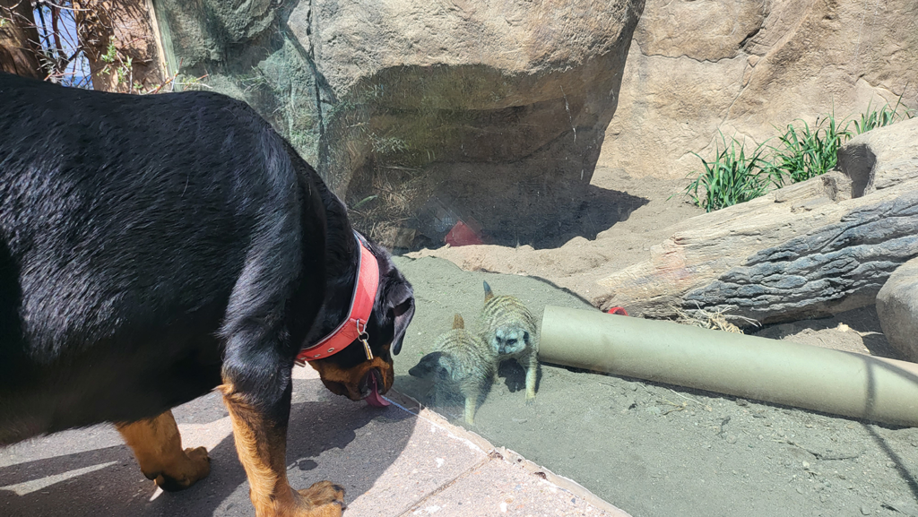 Dog Days at the Zoo Aren’t Just Fun for Humans - CMZoo