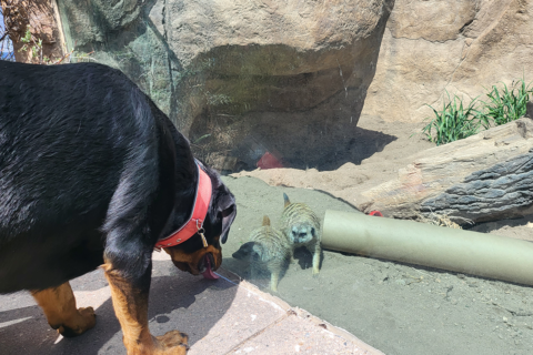 Welcome to Cheyenne Mountain Zoo - CMZoo