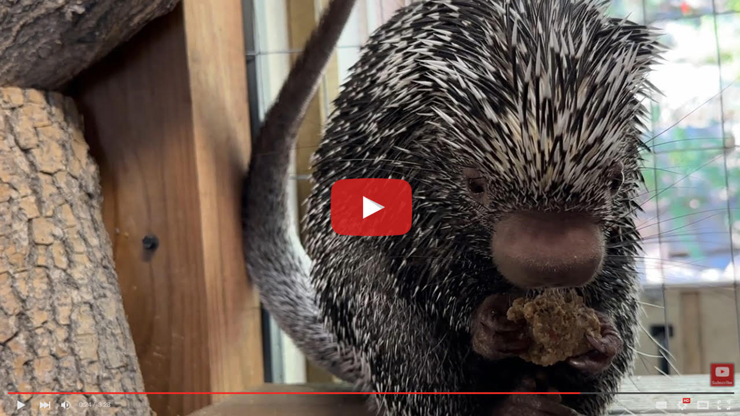 Meet Mocha, 8-Month-Old Prehensile-Tailed Porcupine - CMZoo