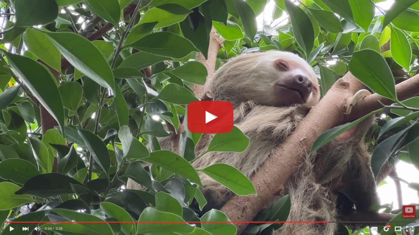 Meet Aysan, Female Hoffmann's Two-Toed Sloth - CMZoo