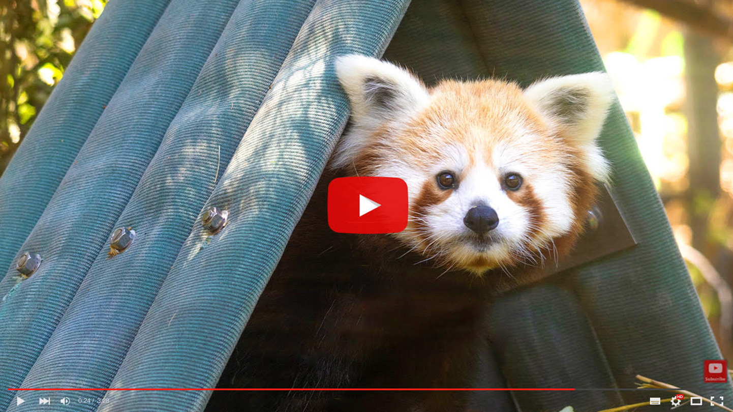 Cora, Adorable 1-Year-Old Red Panda, Settles into Her New Home - CMZoo