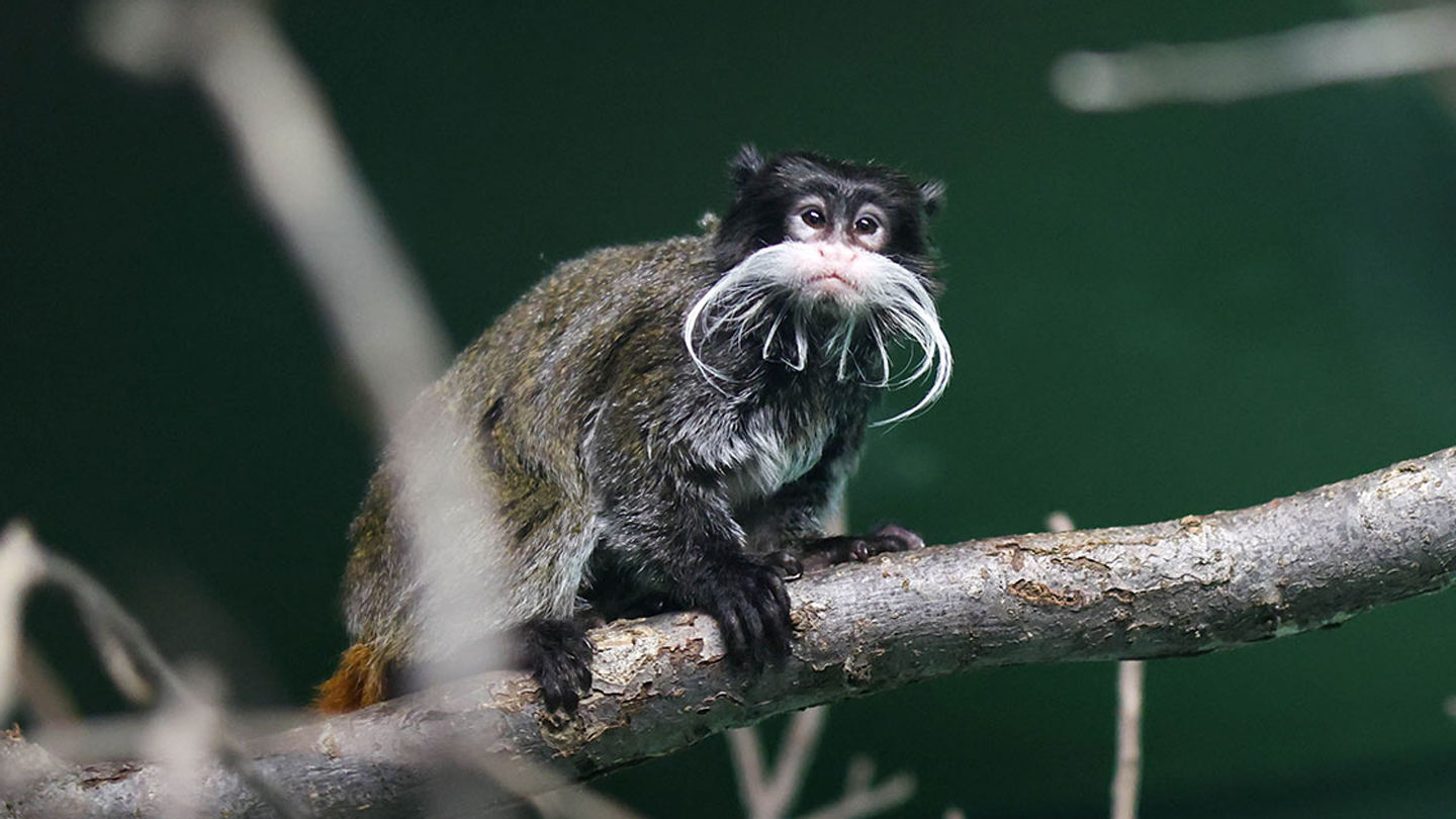 Featured Animals - Emperor Tamarin - CMZoo