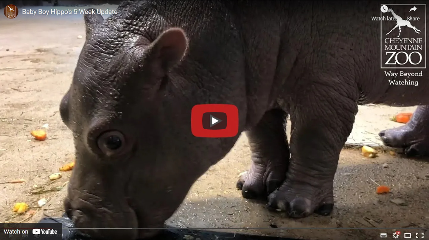 Baby Boy Hippo's 5-Week Update - CMZoo