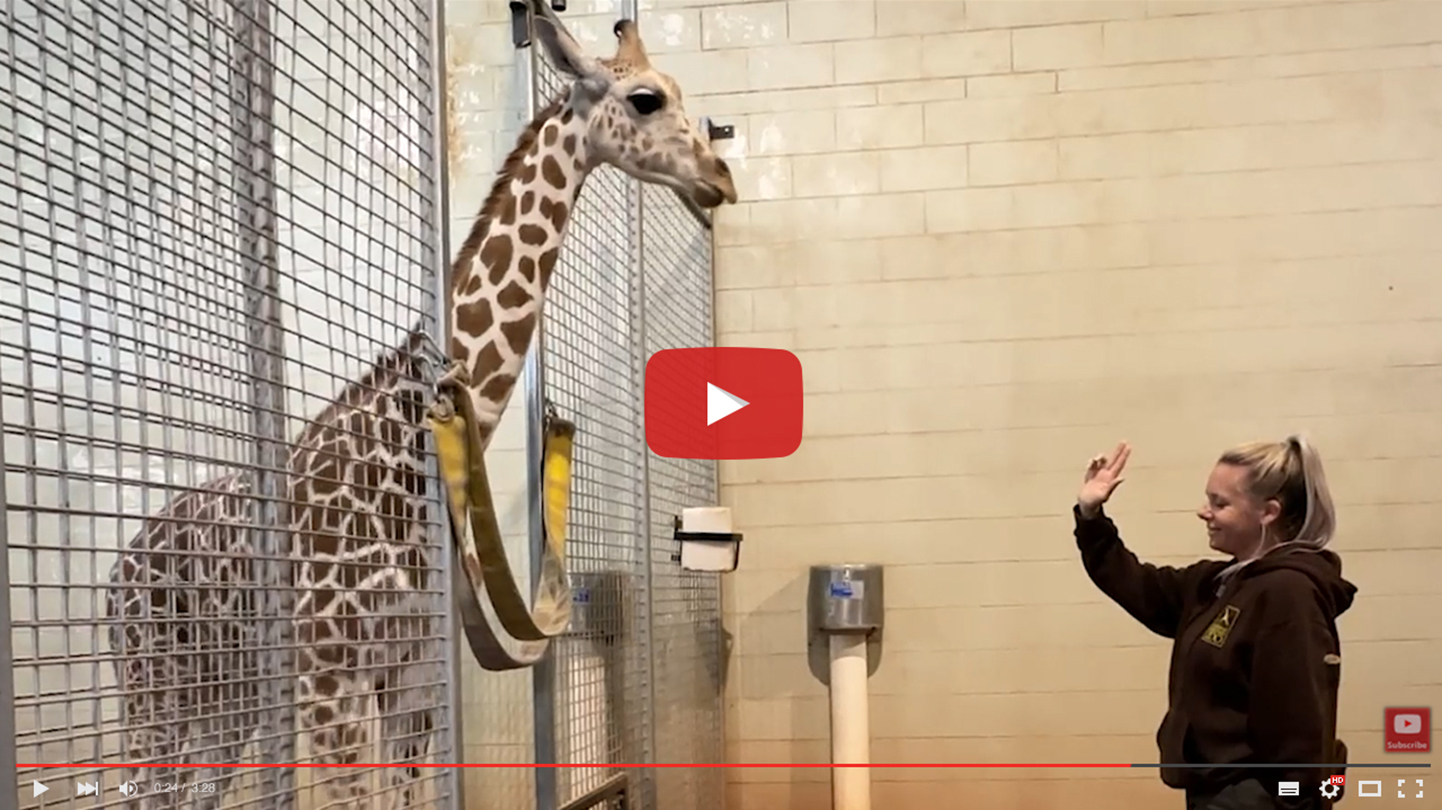 10-Month-Old Giraffe, Wednesday, Sets Scholarly Sights on Hoof Care - CMZoo