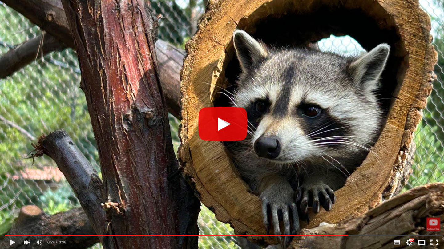 Meet The Bandit-Faced Raccoon Ambassadors Benton, Baldwin and Baker - CMZoo