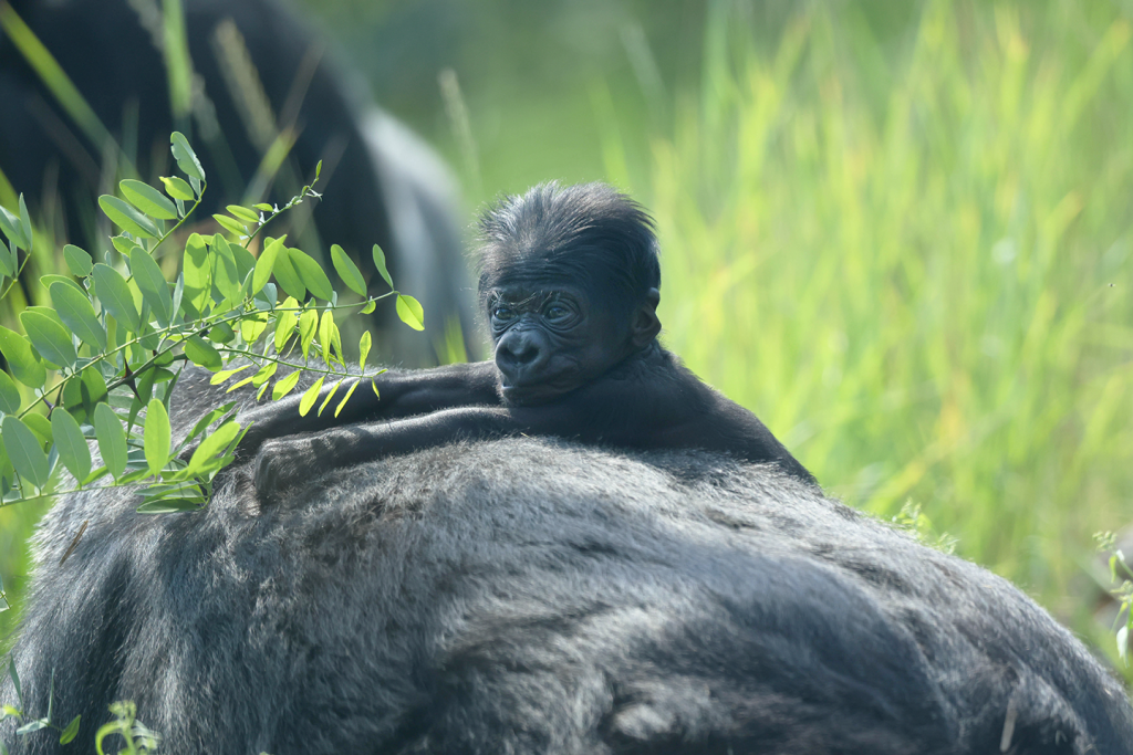 Public Can Help Name Cheyenne Mountain Zoo’s Critically Endangered Western Lowland Gorilla Baby ...